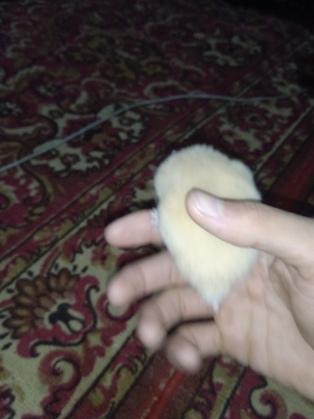 Xomyak djfjfkudhyhd