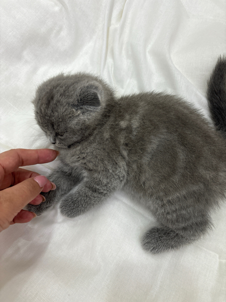 Продается котенок Скоттиш  Фолд