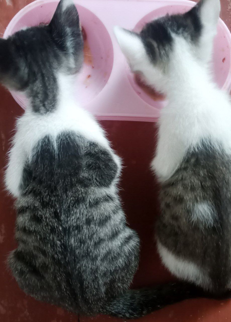Котята дарятся в подарок

В подарок дарятся 2-месячные котята. 
Здоров