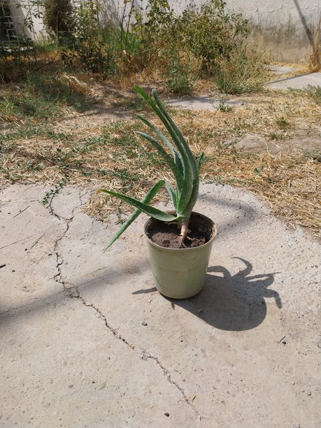 Алоэ лечебный Aloe Vera