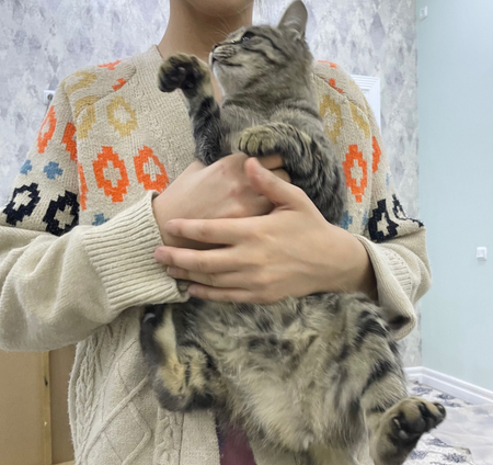 Котенок девочка в хорошие руки