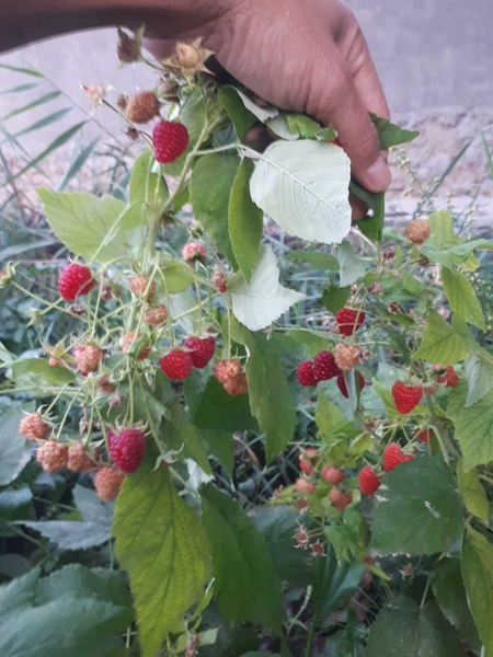 Саженцы малина Атлант ремонтантный сорт малины.