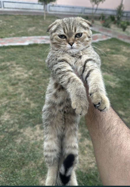 Скоттиш фолд