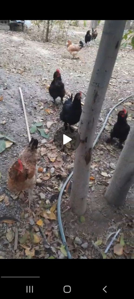Tovuq joʻja sotiladi