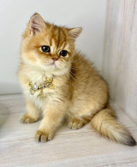 Британская шиншилла. Britaniyalik oltin chinchilla,hujjatlar bilan.