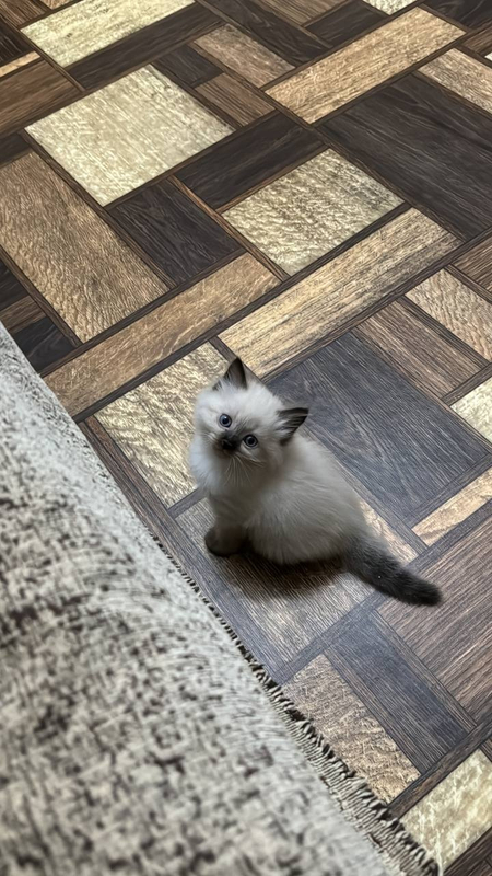 Котенок девочка сиамская