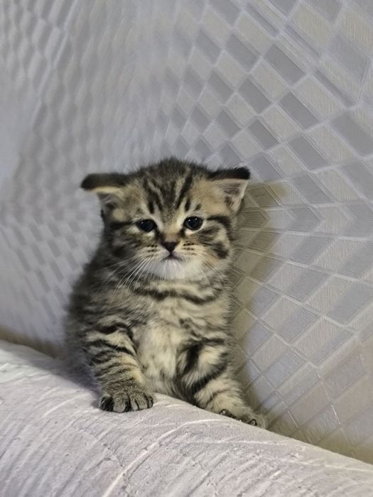 Продаётся Шотландский скоттиш фолд
