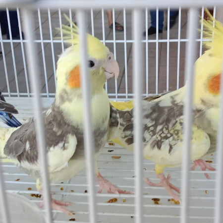 Carellala galdi 130 mingdan dm zor ishlab durgan paralari ham bor .