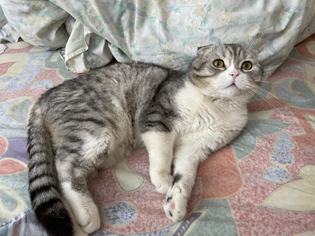 Продаю кота скотиш фолд
