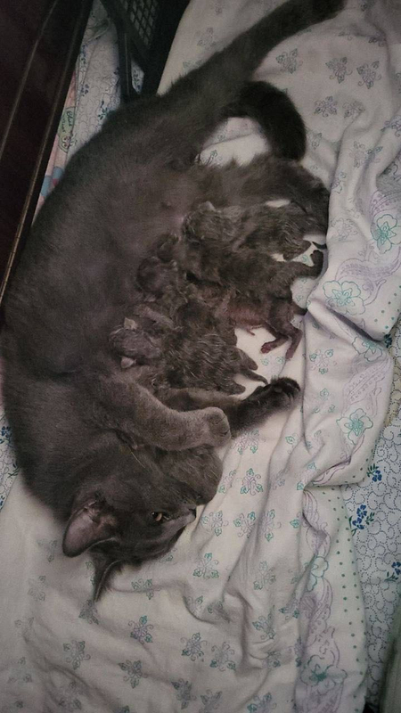 КОТ НА ВЯЗКУ!!!
Не продается!!!