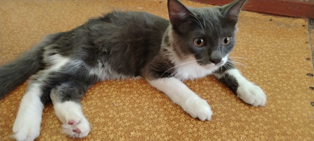 Котята ищут свою семью