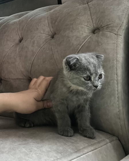 Вислоухие котята