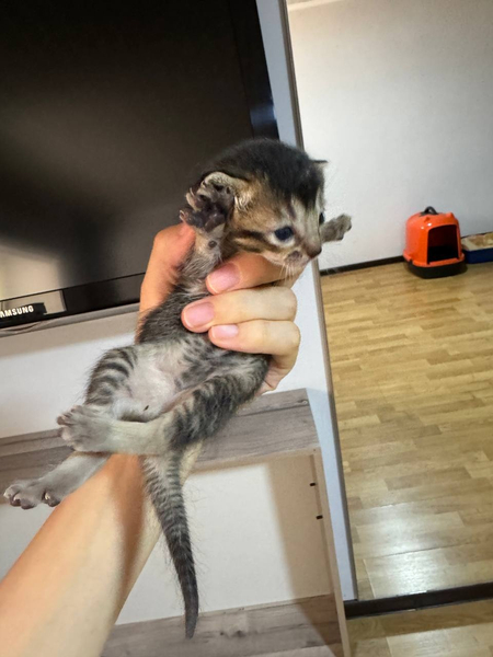 Котята Абиссинской породы