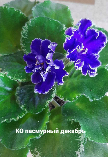 Фиалки в большом ассортименте