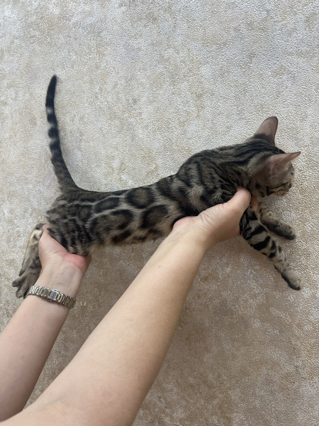 Бенгальские котята