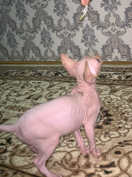SFINKS mushugi sotiladi