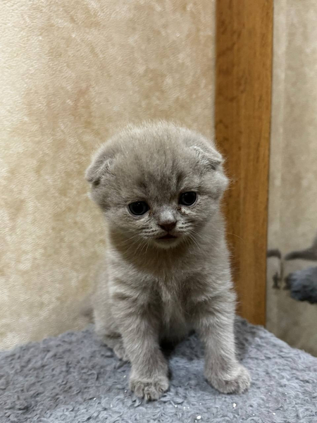 Котята Страйт и фолд на продажу