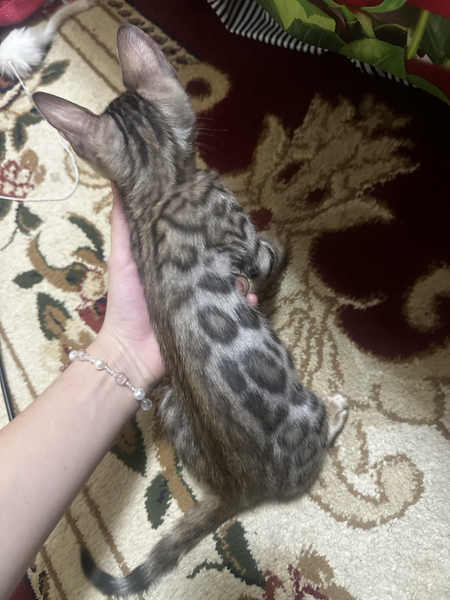 Продается Бингальская кошка