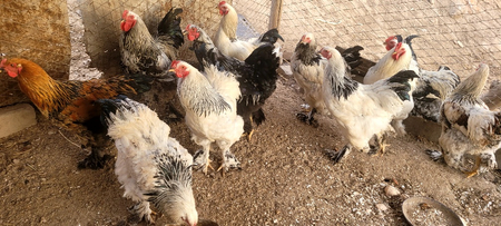Brama xurozlari sotiladi