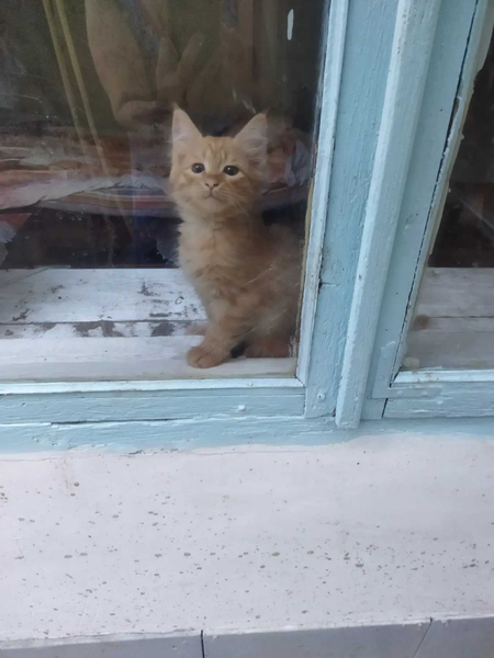 Отдадим котят в добрые руки