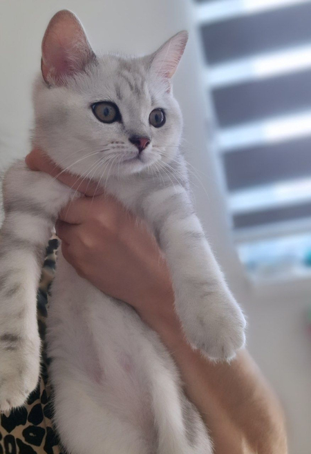 Мушук зотли кошка котик котёнок серебристая шиншилла киз угил бор