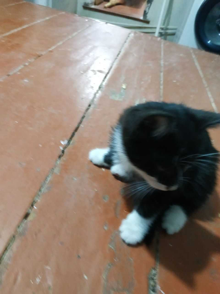 мушук боллари котята хорошие руки отдадим
