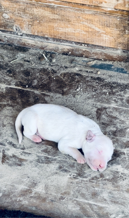 Labrador Лабрадор 10.04 tugilgan