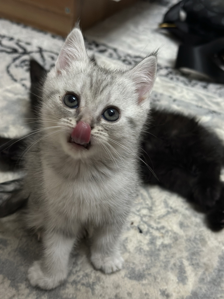 Продаются котята