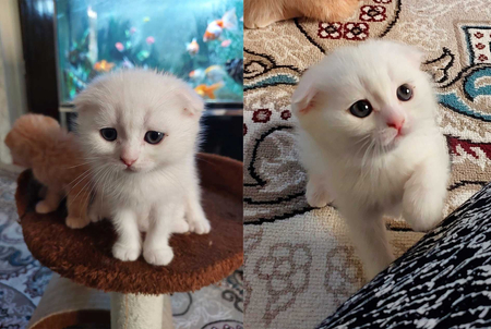 Мы предлагаем вам 5 очаровательных котят!