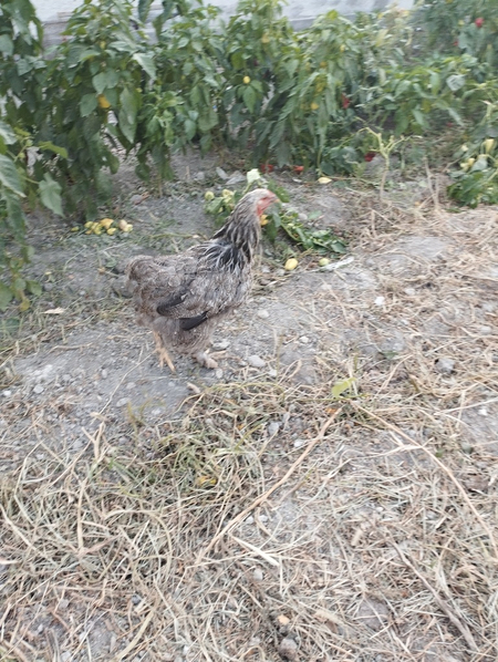 Соглом брама товуклар