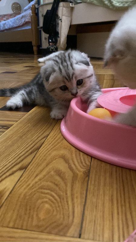 Шотландские котята!