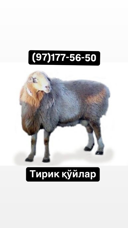 Маросимлар учун покиза ва халол кучкорлар, живые курдючные бараны.