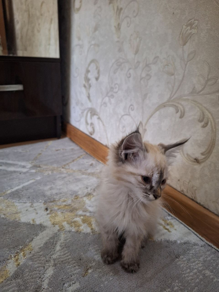 Котёнок мальчик и девочка