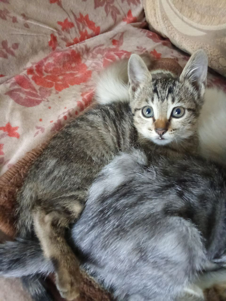 Пристраивается котёнок девочка 2 месяца