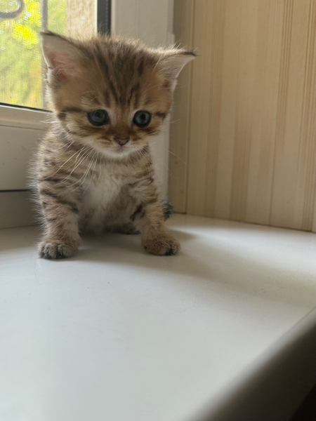 Продаются котята
