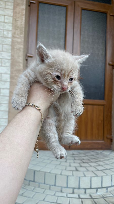 Отдам в хорошие руки