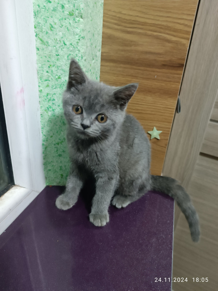 Супер котята. От правильной вяски.
