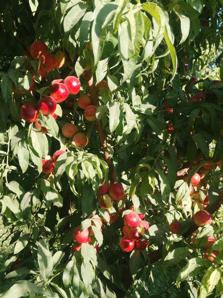 Shaftolilar sotiladi optim narxlarda sariq limon qizil shaftolilar