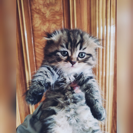 Шотландский Скоттиш фолд мальчик