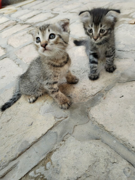 Продаётся кошка, вислоухая.