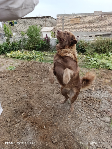ИТ Бепул берилади