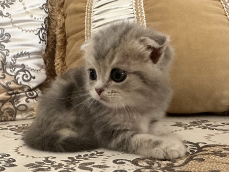 Шотландская Золотистая Шиншилла (by12, ay24,25)