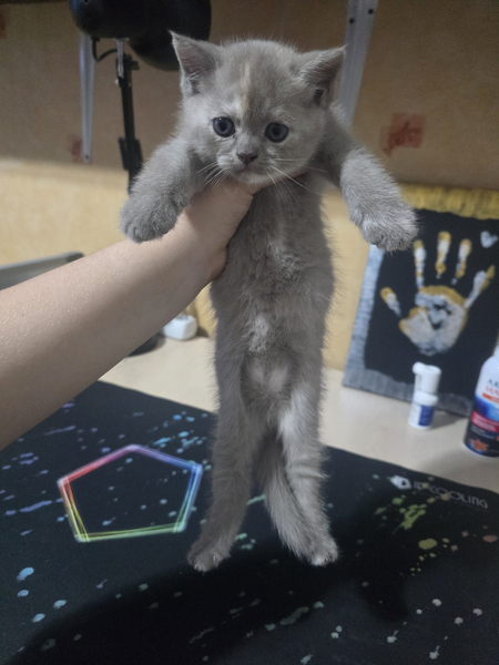 Шотландский котёнок породистая девочка