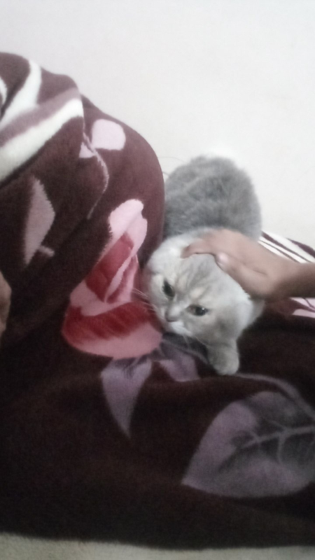 Qarshi shaxar paxtazor