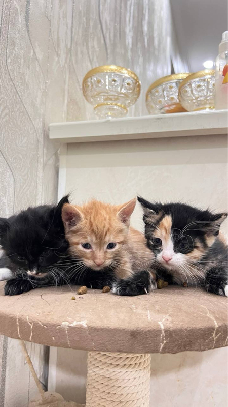 В добрые руки котята