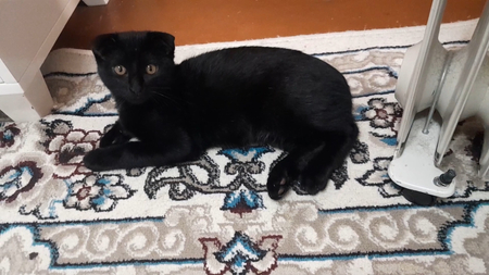 Котёнок мальчик 2,5 месяца