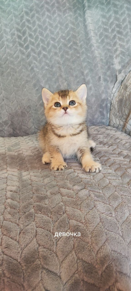 Шотландские котята