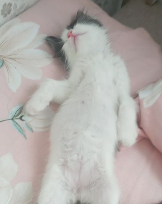 Милый котенок в добрые руки
