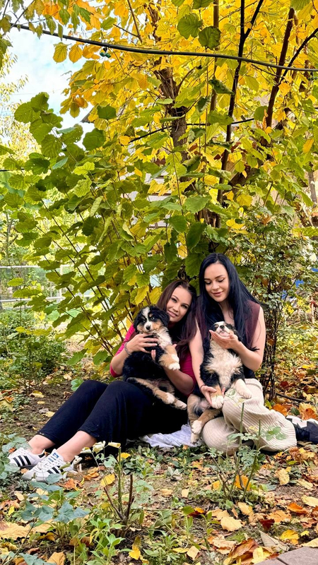 Продаются щенки Бернского Зенненхунда.