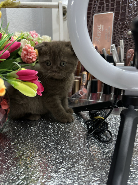 Продаются котята